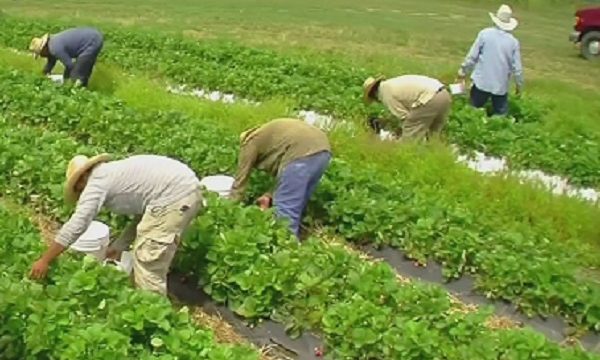 Día Mundial de la Agricultura: superficie sembrada de cultivos anuales ...